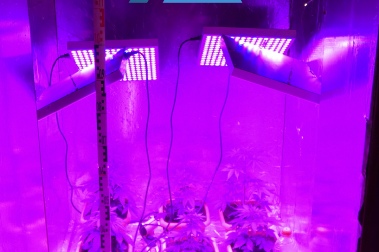 DELTA Program | A Rendőrség hivatalos honlapja